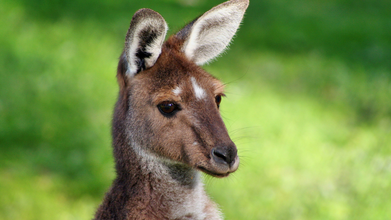 Puy-de-Dôme. Un wallaby fugue et fait le buzz sur les réseaux sociaux ...